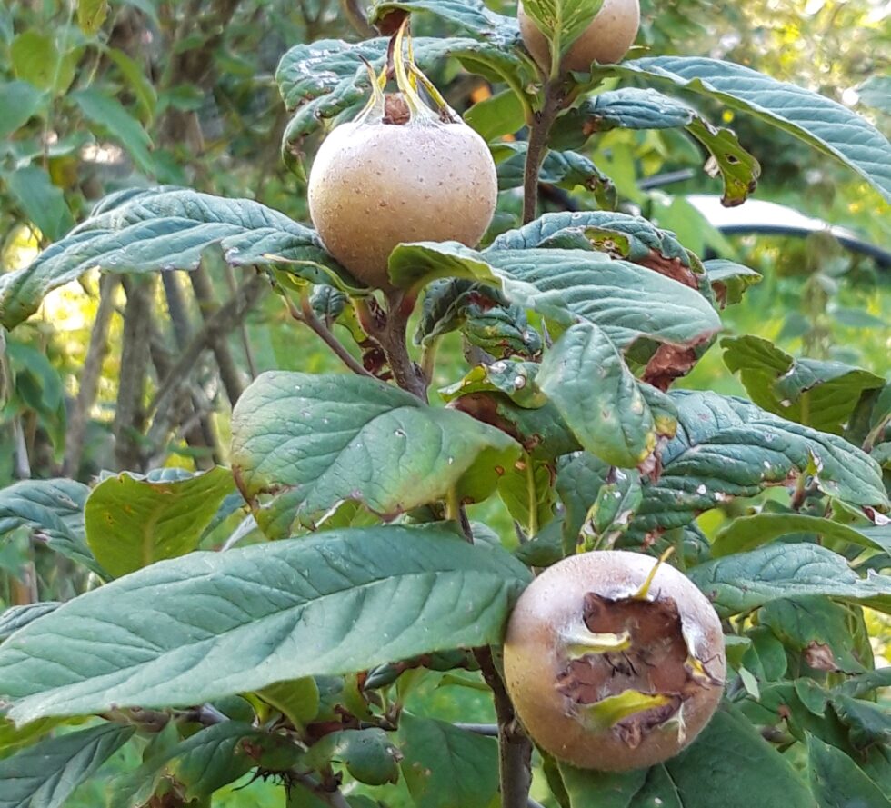 Mispel (Mespilus germanica) - Leben im Einklang mit der Natur